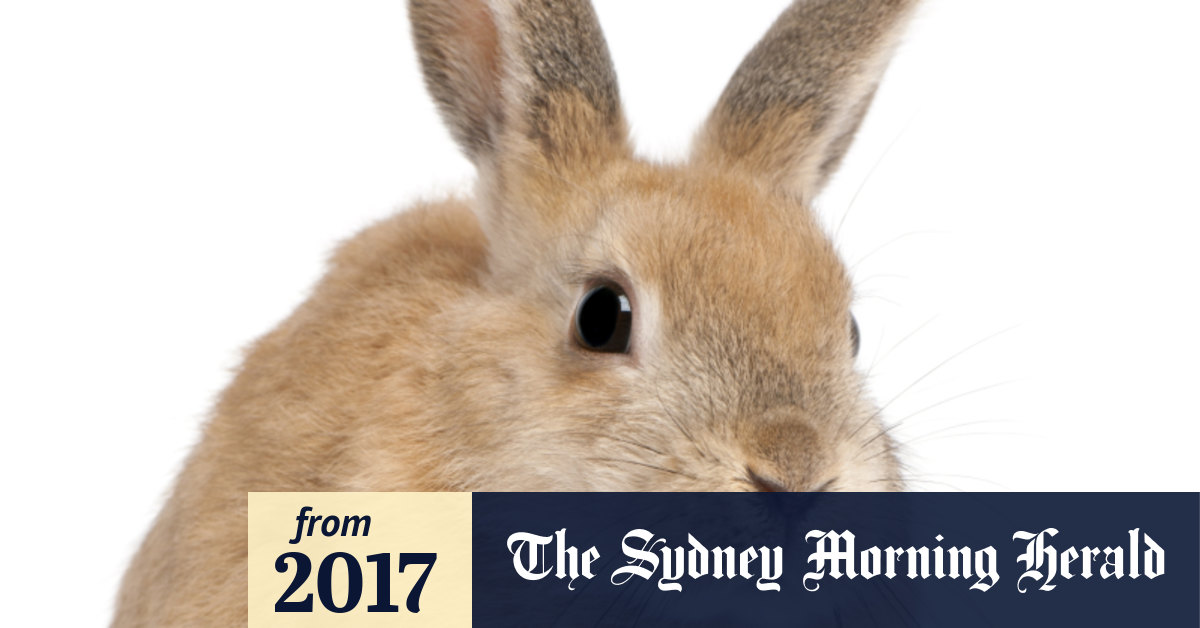 NZ rabbit rustler gets time to stew after facing court over 15 bunny burglaries